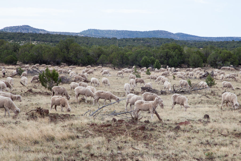 Top Free Camping in Arizona – OKIENOMADS